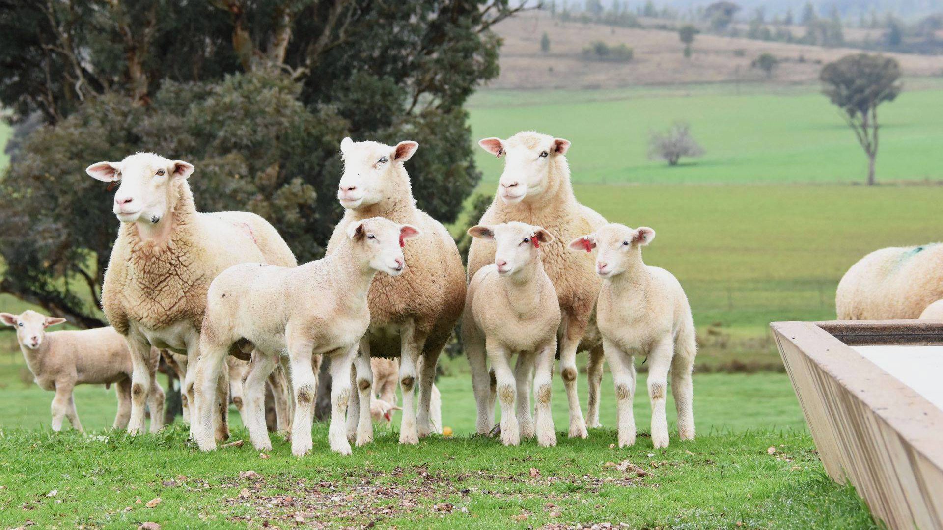 Home - Rene Stud - White Suffolk | Poll Dorset | Charollais